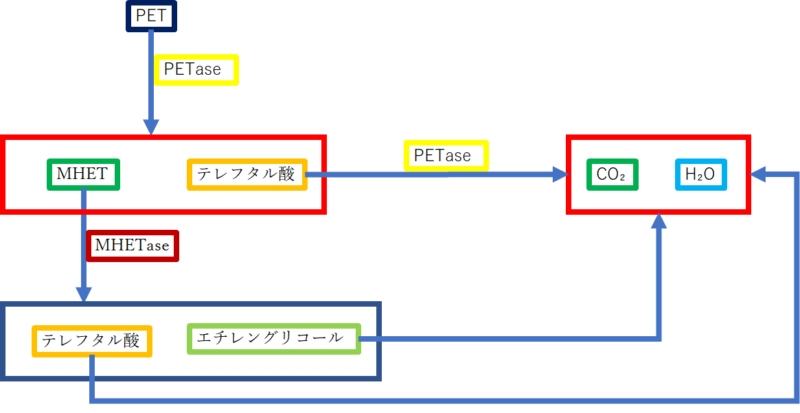 » PETaseとMHETase 株式会社ONO plus